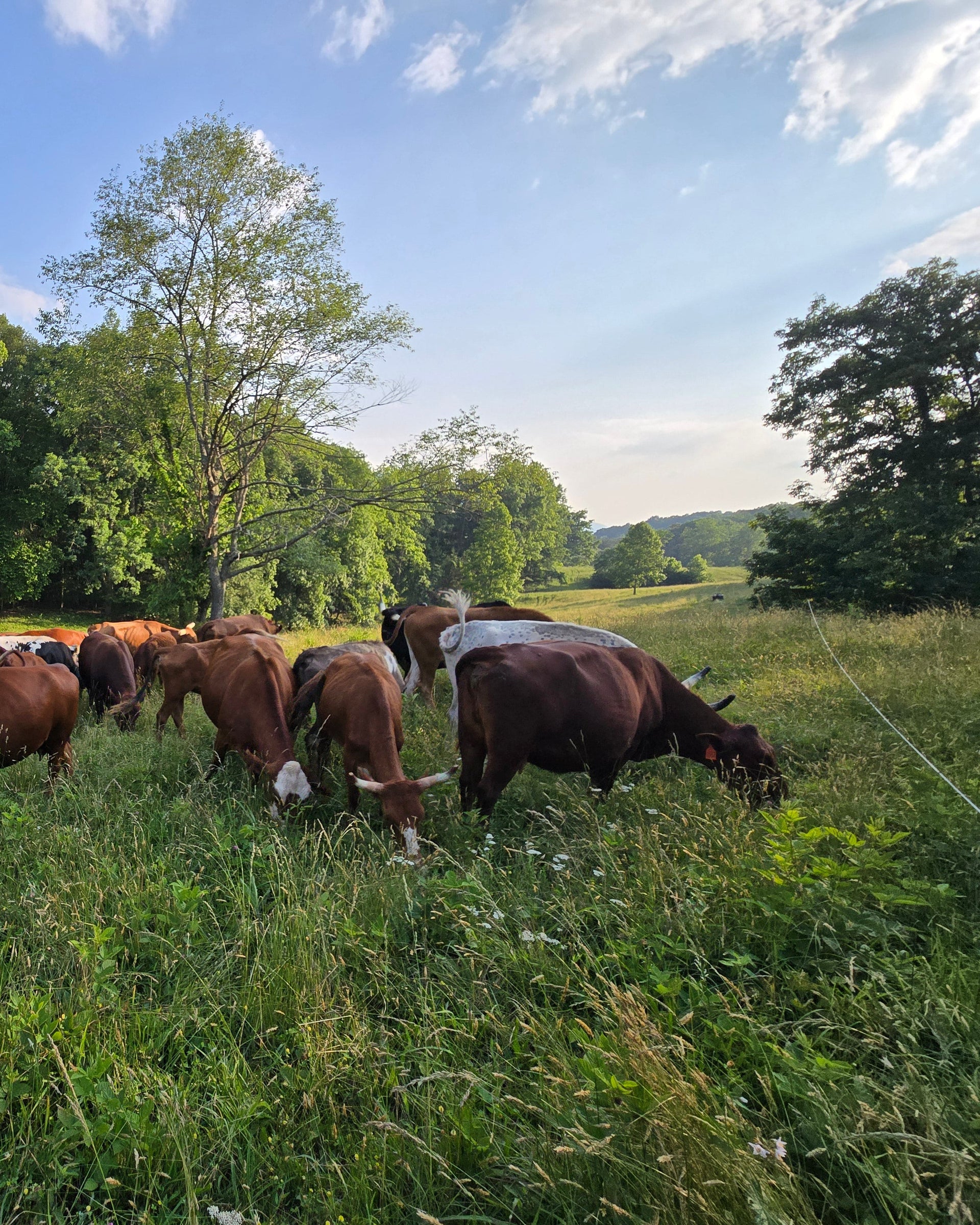 Ararat Farm